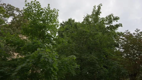 Light rain falling at background of gree... | Stock Video | Pond5