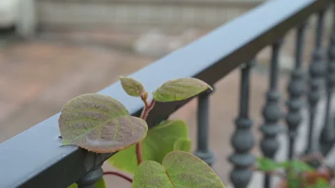 light rain falling on a railing and a pl... | Stock Video | Pond5