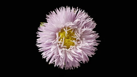 Light shines on purple aster for a momen... | Stock Video | Pond5