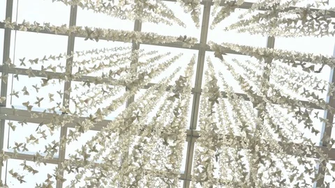 Asian Butterfly Art Stock Videos – Royalty-Free HD & 4K Videos