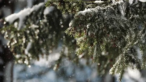 Light snow falling on evergreen tree | Stock Video | Pond5