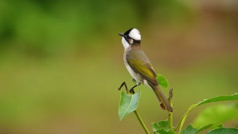 Vent Sound Stock Video Footage | Royalty Free Vent Sound Videos | Pond5