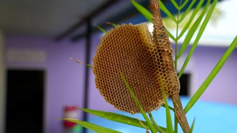 Light yellow bee hive with micro holes. ... | Stock Video | Pond5