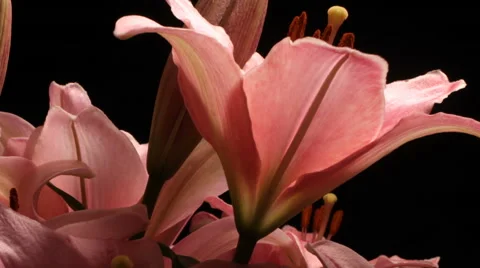 Time Lapse Flower Opening Stock Videos – Royalty-Free HD & 4K Videos