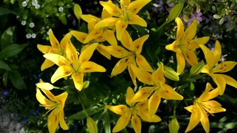 Lily. Yellow Lily shrub grows in a flowe... | Stock Video | Pond5