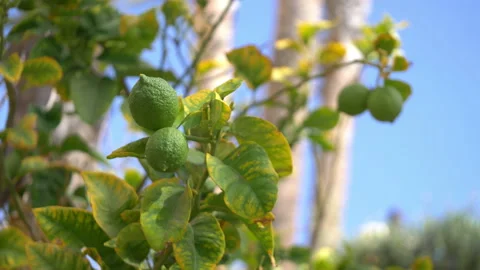 Lime ripening on a tree in 4k slow motio... | Stock Video | Pond5