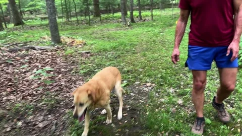 Big and Limping Stock Videos – Royalty-Free HD & 4K Videos