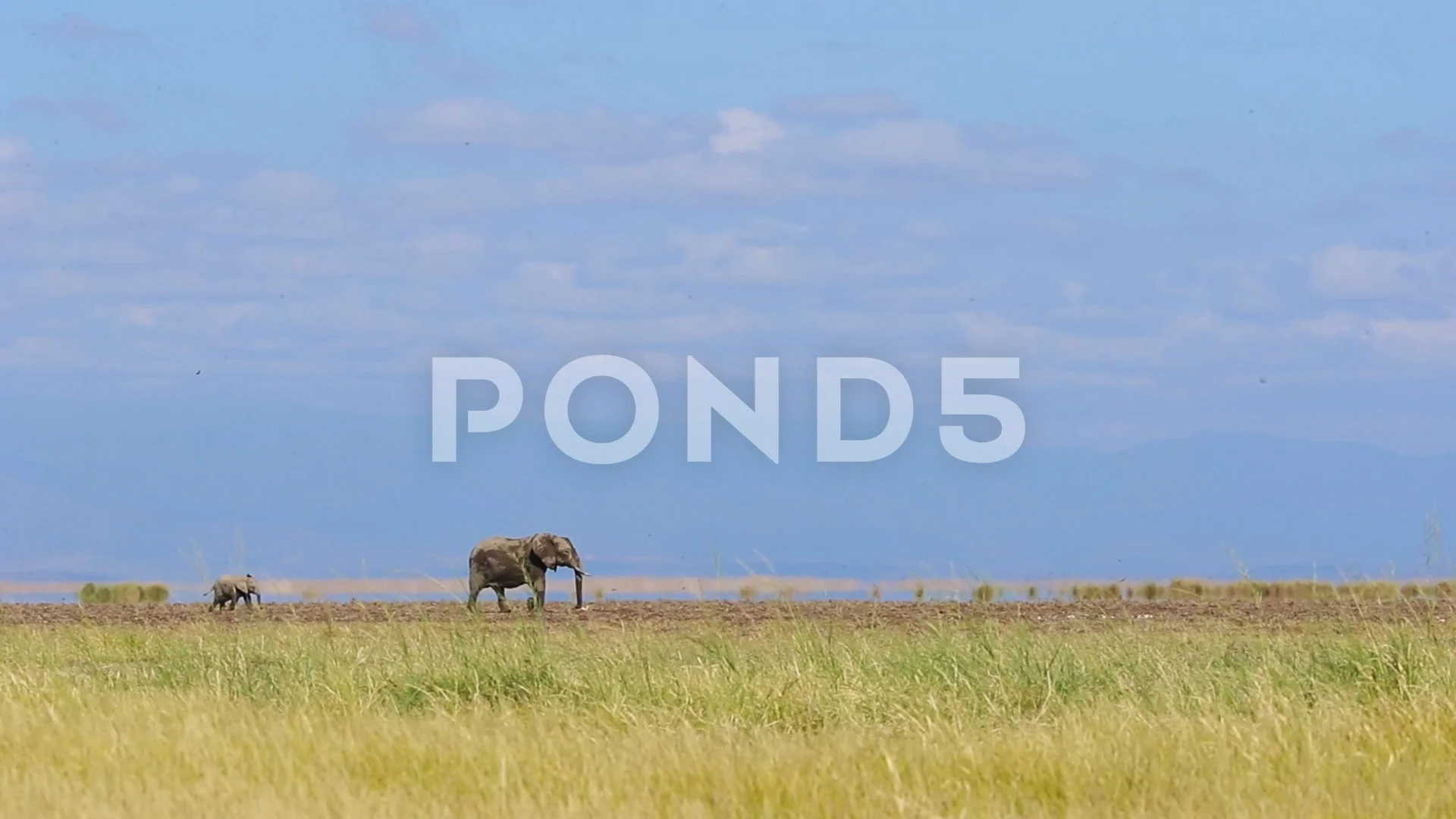 Elephants Walking In A Line