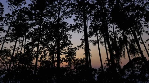 Line Art Cutout of Forest Trees in the W... | Stock Video | Pond5