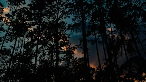 Line Art Cutout of Forest Trees in the W... | Stock Video | Pond5