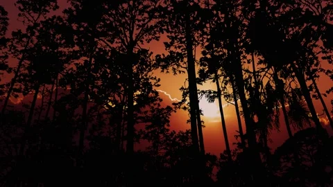 Line Art Cutout of Forest Trees in the W... | Stock Video | Pond5