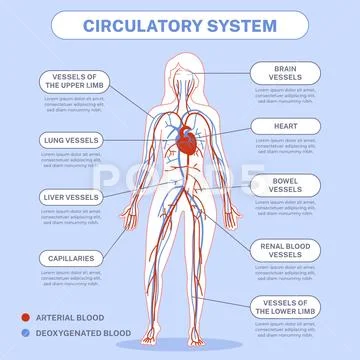 Linear circulatory system infographic: Graphic #288695813