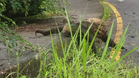 Linnaeus two-toed sloth (Choloepus didac... | Stock Video | Pond5
