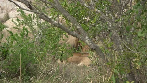 Lion and lioness mating behind bush, Afr... | Stock Video | Pond5