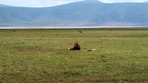 Zebras Mating Stock Videos – Royalty-Free HD & 4K Videos