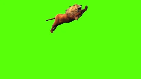 Lion Attack Green Screen | Stock Video | Pond5