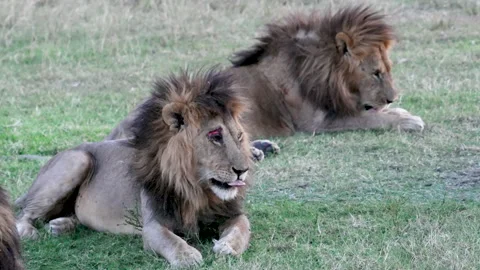Wounded Lion Stock Video Footage | Royalty Free Wounded Lion Videos | Pond5