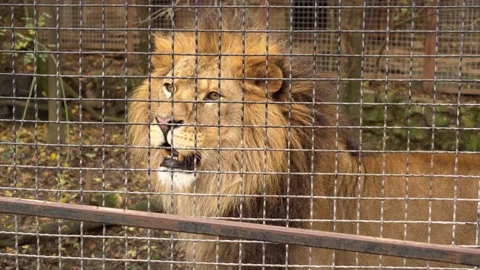 A lion in a cage with sad eyes. Sad mist... | Stock Video | Pond5