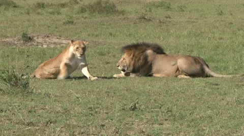 Lions Mating Gif