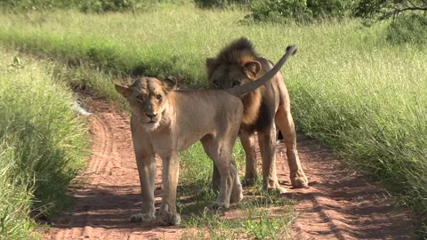 Lion courtship, male lion follow female ... | Stock Video | Pond5