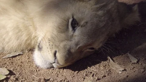 Lion Cub Standing Stock Videos – Royalty-Free HD & 4K Videos | Page 2