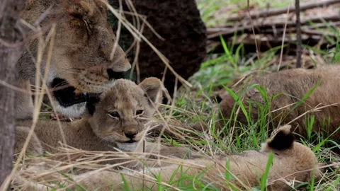 Lioness Cub Stock Video Footage | Royalty Free Lioness Cub Videos | Pond5