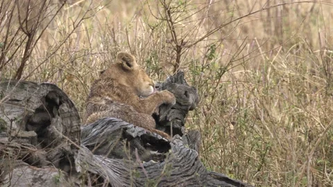 Lion Feet Stock Footage ~ Royalty Free Stock Videos | Pond5