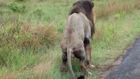 A lion defecates on the side of the road... | Stock Video | Pond5