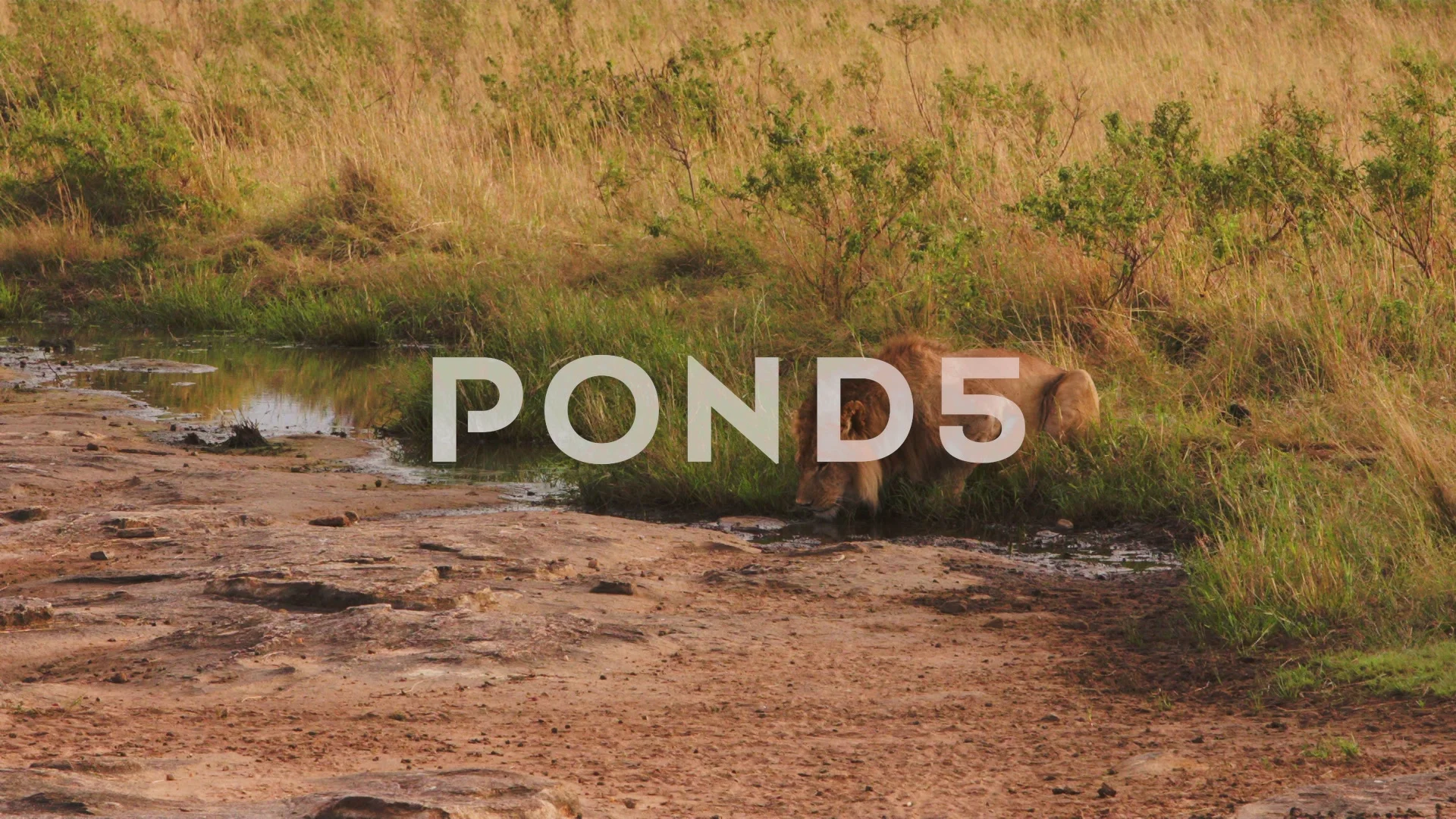 Wild Animals Drinking Water