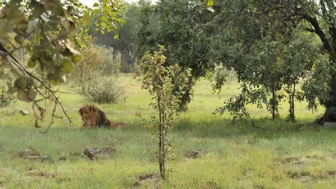 Lion eating prey South African Savannah | Stock Video | Pond5