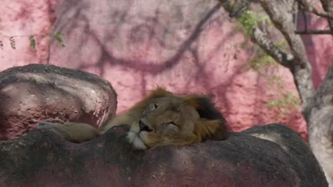 lion falling to sleep in rock captive at... | Stock Video | Pond5