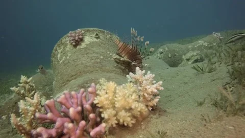 Lion fish and amphora underwater in deep... | Stock Video | Pond5