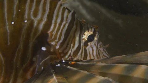 Lion Eye Stock Video Footage | Royalty Free Lion Eye Videos | Pond5