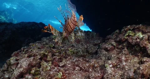 Underwater Texture Stock Footage ~ Royalty Free Stock Videos | Pond5