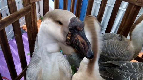 Lion goose, from Yunnan province of Chin... | Stock Video | Pond5