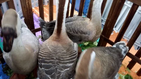 Lion goose, from Yunnan province of Chin... | Stock Video | Pond5