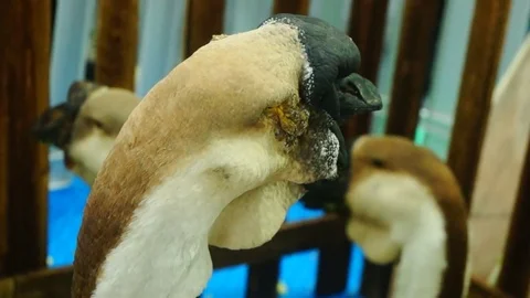 Lion headed goose in Yunnan, China, tall... | Stock Video | Pond5