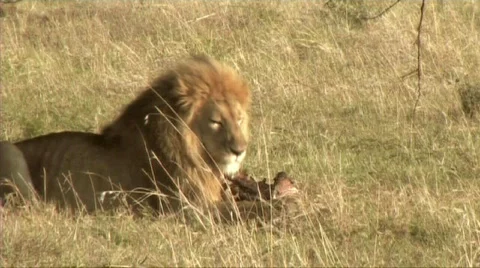 Lion Kill Stock Footage ~ Royalty Free Stock Videos | Pond5