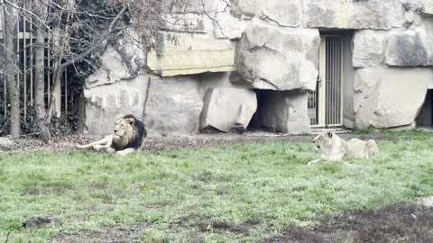 The lion is the king of beasts. Couples ... | Stock Video | Pond5