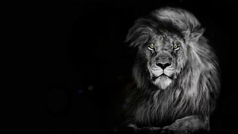 King Lion Music Stock Videos – Royalty-Free HD & 4K Videos | Pond5
