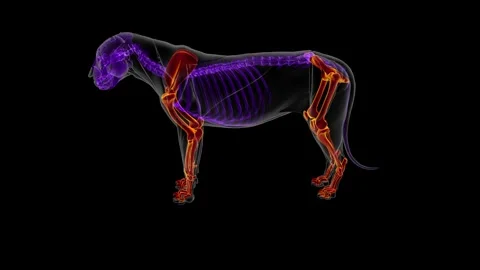 Lion limbs skeleton anatomy for medical ... | Stock Video | Pond5