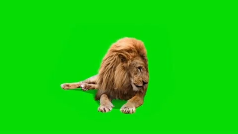 Lion Green Screen Stock Videos – Royalty-Free HD & 4K Videos