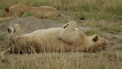 Lion lying on back during digestion, Afr... | Stock Video | Pond5