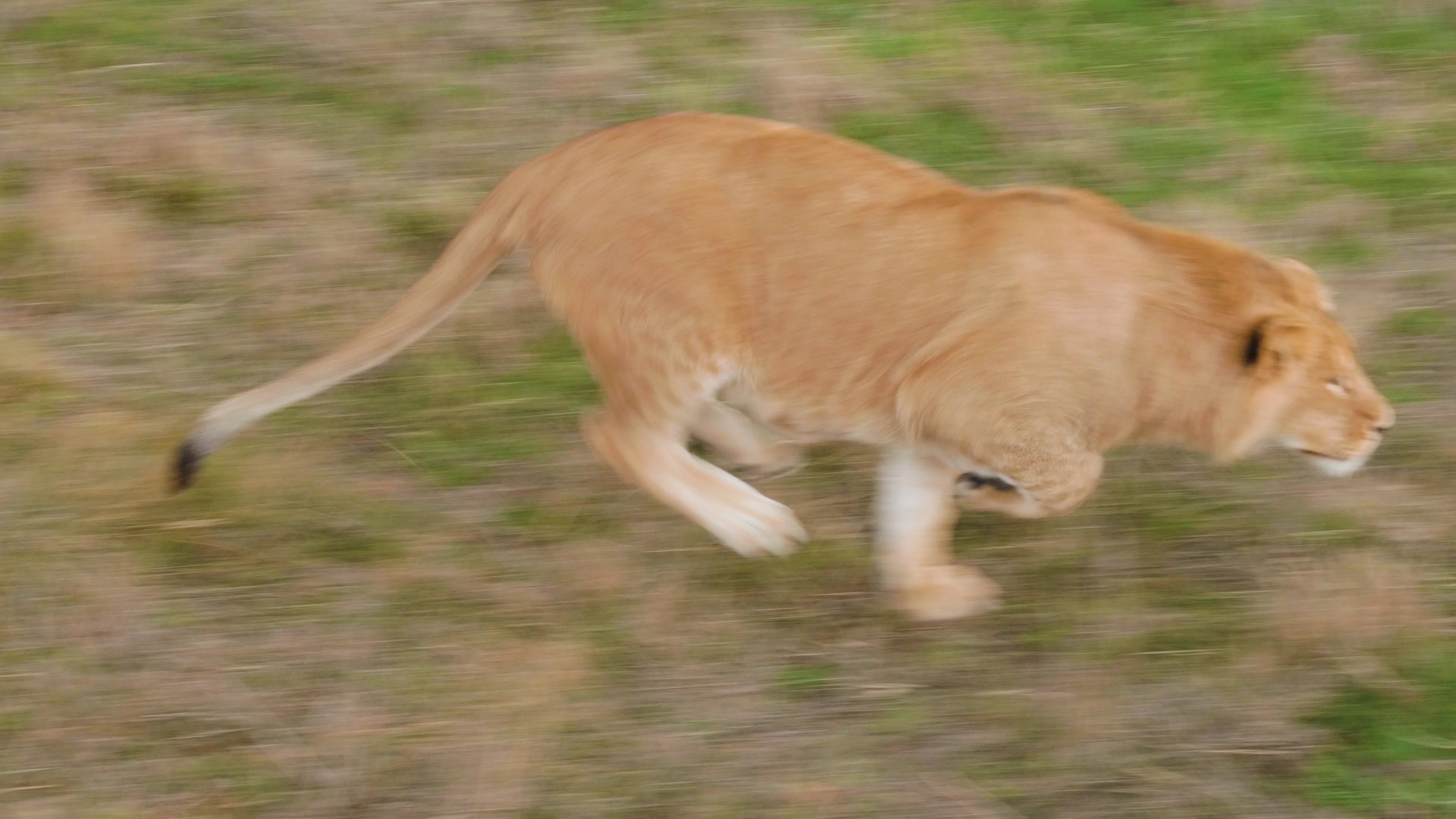 Male Lion Running Fast