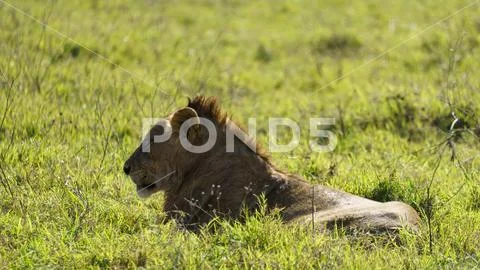 Photograph: Lion with mane lying in the grass Ngorongoro crater ...