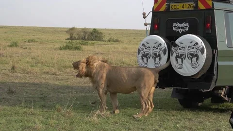 A lion marks his territory on a tour lan... | Stock Video | Pond5