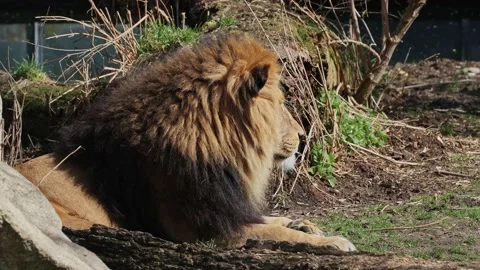 The lion, Panthera leo is one of the fou... | Stock Video | Pond5