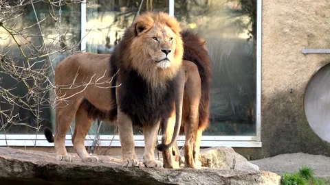 The lion, Panthera leo is one of the fou... | Stock Video | Pond5