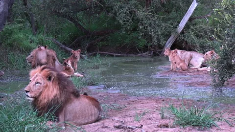 Lion Pride Resting by Pond, Wild African... | Stock Video | Pond5
