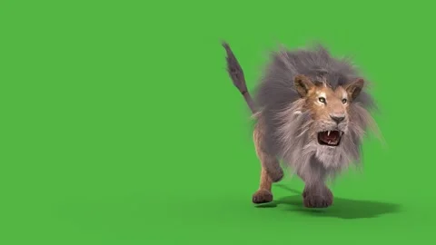 Lion realistic Fur Green Screen Runs Fro... | Stock Video | Pond5
